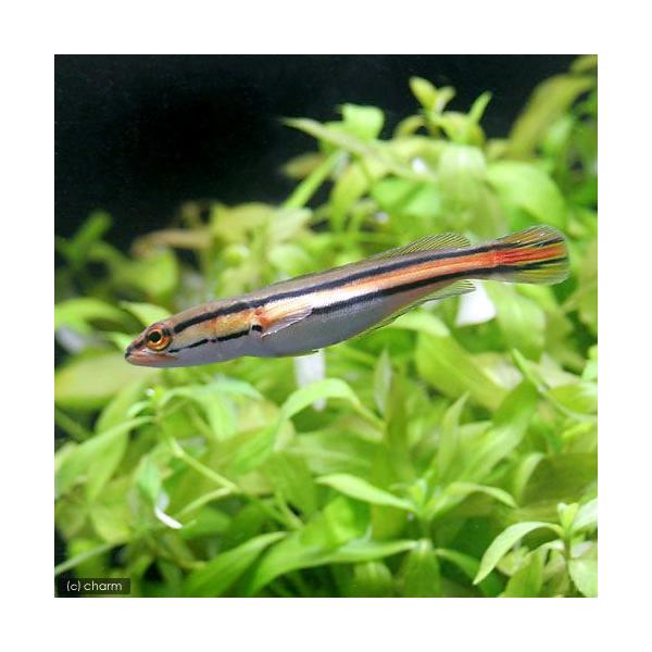 PF_SPQ　_aqua　fish_database　チャンナ　熱帯魚・エビ他　ベタ・グラミー・アナバス　スネークヘッド・他　1匹　ベタ・グラミー　その他　Channa　micropeltes　ジャイアントスネークヘッド　レッドスネークヘッ...