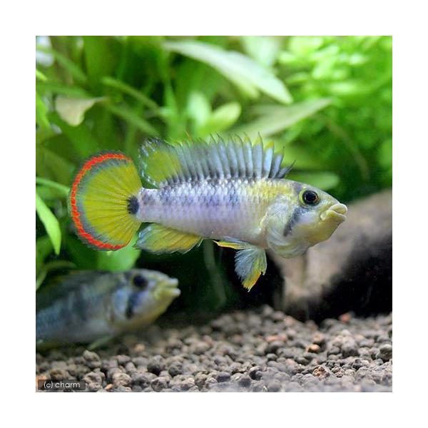 PF_SPQ　sfset　_aqua　fish_database　熱帯魚・エビ他　シクリッド　種類で選ぶ　アピスト・ラミレジィ・他　アピストグラマ　ｓｐ．　Ｉｎｋａ−５０　１ペア　中南米産　Ａｐｉｓｔｏｇｒａｍｍａ　ｓｐ．“Ｉｎｋａ-５０”...