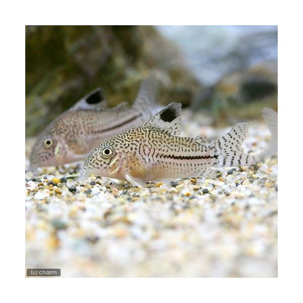 熱帯魚・エビ他　コリドラス　ショートノーズ　コリドラスジュリー　ビギナーにオススメ　コロンビア　ワイルド　３匹　Ｈｏｐｌｉｓｏｍａ　Ｃｏｒｙｄｏｒａｓ　ｊｕｌｉｉ　Ｃｏｌｏｍｂｉａ　トリリネアータス　20130330　ＳＹ　movie_12...