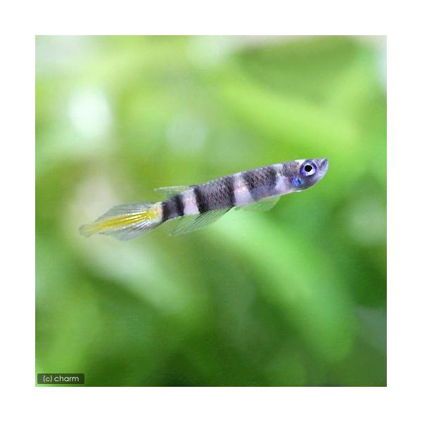 PF_SPQ　熱帯魚・エビ他　ランプアイ・卵生メダカ　その他　クラウン・キリー　３匹　メダカの仲間　小型水槽用卵生メダカ　ロケットキリー　シュードエピプラティスアニュレータス　20130404　ＭＳ　i6nta29n熱帯魚　r073rnte...