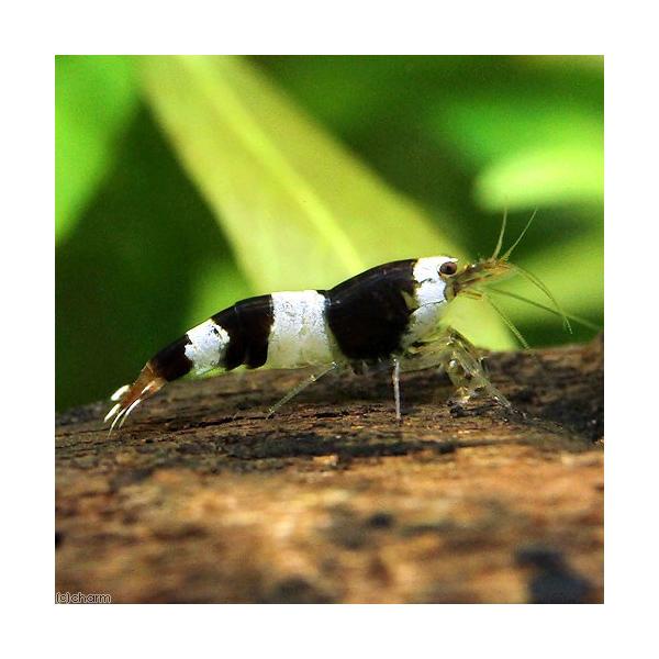 _aqua　熱帯魚・エビ他　ビーシュリンプ・エビ　白黒系　ブラックビーシュリンプ　白黒バンド　３匹　Ｎｅｏｃａｒｉｄｉｎａ　sｐ．　ｔｒｉｆａsｃｉａｔａ　sｅｒｒａｔａ　バンド・ビーシュリンプ　ビーシュリンプ一覧　20120723　ＹＩt...