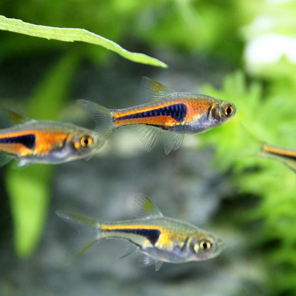 PF_SPQ　熱帯魚・エビ他　コイ　ラスボラ等　種類で選ぶ　ラスボラ系　ラスボラ・ヘンゲリー　６匹　小型種　ビギナーにオススメ　Ｔｒｉｇｏｎｏｓｔｉｇｍａ　ｈｅｎｇｅｒｉ　グローライトラスボラ　トリゴノスティグマヘンゲリー　20120723...