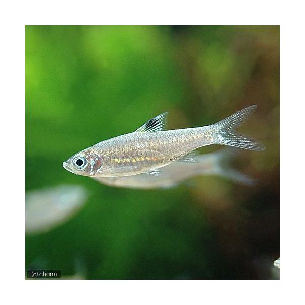 PF_SPQ　_aqua　熱帯魚・エビ他　コイ　ラスボラ等　種類で選ぶ　ラスボラ系　アイスポット・ラスボラ　１０匹　Ｂｒｅｖｉｂｏｒａ　Ｒａｓｂｏｒａ　ｄｏｒｓｉｏｃｅｌｌａｔａ　ブルーアイラスボラ　小型種　小型水槽用小型コイ　ビギナーにオ...