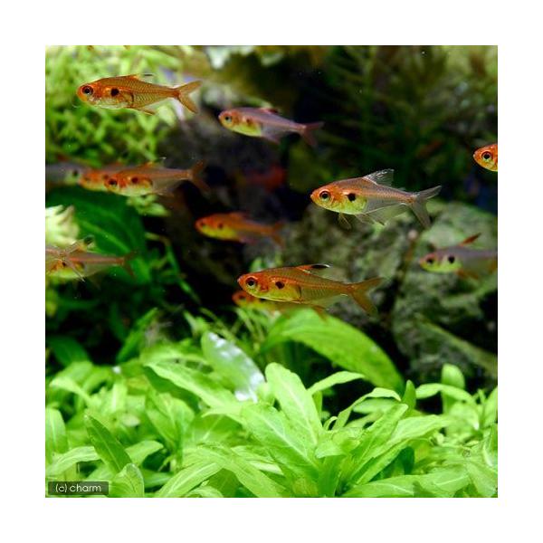 PF_SPQ　_aqua　熱帯魚・エビ他　カラシン　テトラ等　南米産　小型種　ハイフェソブリコン　ファントム系　レッドファントム・ルブラ　ワイルド　６匹　seitaitop4　20120723　ＹＩ　r073rnte熱帯魚　fish_sum...