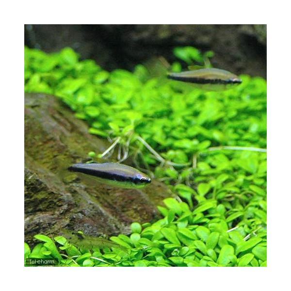 PF_SPQ　_aqua　熱帯魚・エビ他　カラシン　テトラ等　南米産　小型種　ネマトブリコン　エンペラー系　Ｉｎｐａｉｃｈｔｈｙｓｋｅｒｒｉ　インパイクティス・ケリー　６匹　ビギナーにオススメ　cool　Ｉｎｐａｉｃｈｔｈｙｓ　ｋｅｒｒｉ　...