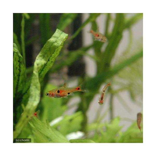 _aqua　熱帯魚・エビ他　コイ　ラスボラ等　種類で選ぶ　ボララス系　ボララス・ミクロス　レッド　３匹　ボララスナエブス小型種　ラスボラ系　小型水槽用小型コイ　Ｂｏｒａｒａｓ　ｎａｅｖｕｓ　ｍｉｃｒｏｓ　Ｒｅｄ　ｓｐ．　20120723　Ｙ...