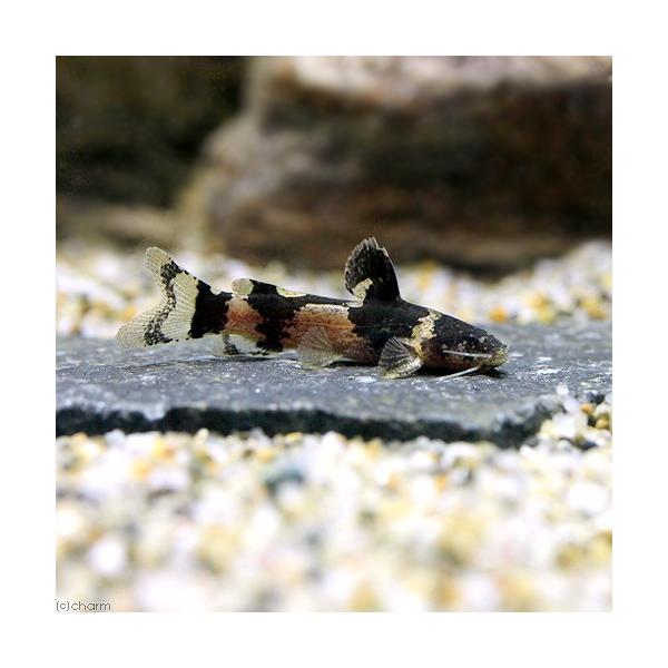 熱帯魚・エビ他　ナマズの仲間　ドワーフバンブルビーキャット　３匹　ビギナーにオススメ　その他の熱帯魚　mkeoyg5　kfdjr88　nashi724　aqua_life201107　dowarf_catfish0613　20130110　...