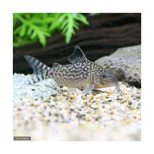 熱帯魚・エビ他　コリドラス　ショートノーズ　コリドラス・レティキュラータス　レティクラータス　ワイルド　３匹　Ｂｒｏｃｈｉｓ　ｒｅｔｉｃｕｌａｔａ　Ｃｏｒｙｄｏｒａｓ　ｒｅｔｉｃｕｌａｔｕｓ　onecoin0207　trfish721　tc...