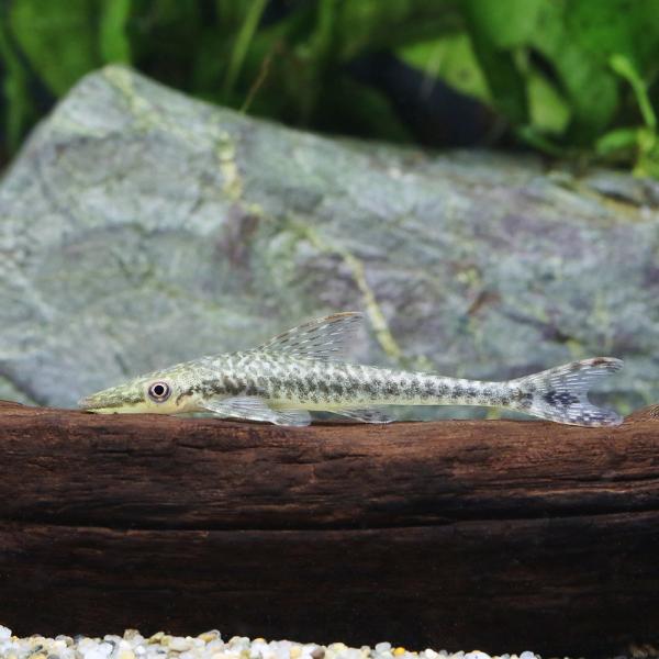 PF_SPQ　熱帯魚・エビ他　オトシン・ロリカリア　オトシン　ジャイアントオトシン　１匹　otcnplc_0707　MS0104　fish_database　トラカタム　Ｈｙｐｏｐｔｏｐｏｍａ　ｔｈｏｒａｃａｔｕｍ　kaijyo　20230...