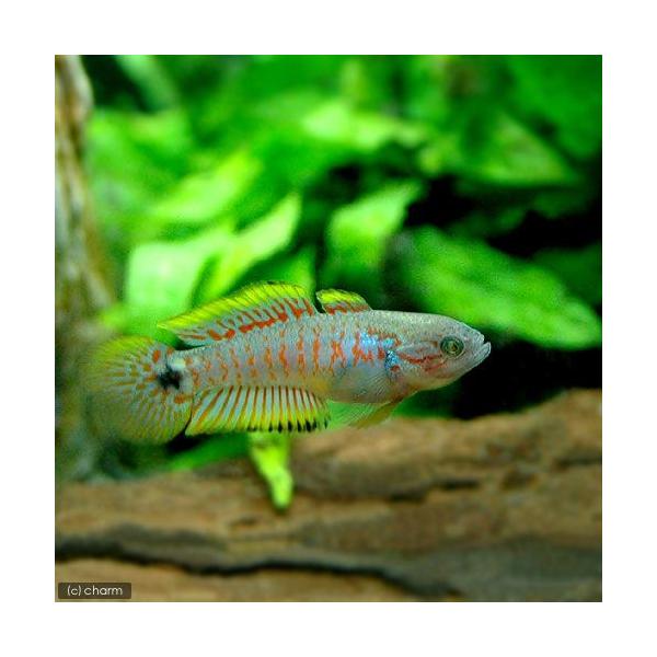 熱帯魚・エビ他　その他の熱帯魚　ハゼ・ゴビーの仲間・ガジョン　３匹　ハゼの仲間　Ｔａｔｅｕｒｕｎｄｉｎａ　ｏｃｅｌｌｉｃａｕｄａ　ドワーフピーコックガジョン　tcplkplk　tchamakazefish_february500　aqua_...