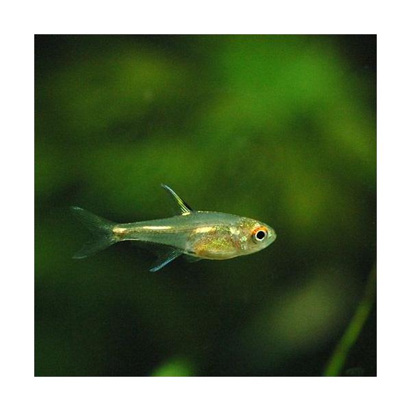_aqua　熱帯魚・エビ他　カラシン（テトラ等）　南米産（小型種）　ハイフェソブリコン（細身系）　ブリタニクティス・イエロー　５匹　お得な５匹セット　グローコーラルテトラ　イエローブリタニ　レディアントレイステトラare_chara　bur...