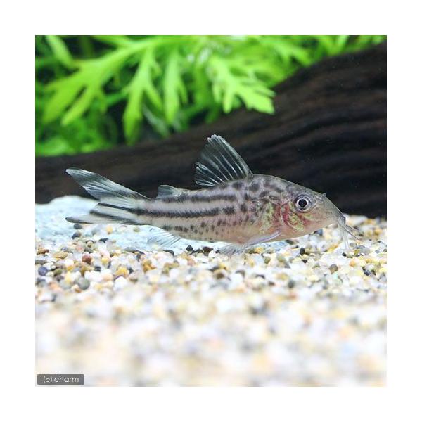 sfset　_aqua　熱帯魚・エビ他　コリドラス　セミロングノーズ　コリドラス・ロビネアエ　ワイルド　３匹　Ｂｒｏｃｈｉｓ　Ｃｏｒｙｄｏｒａｓ　ｒｏｂｉｎｅａｅ　fish-koridorasu　corydoras_roach　201302...