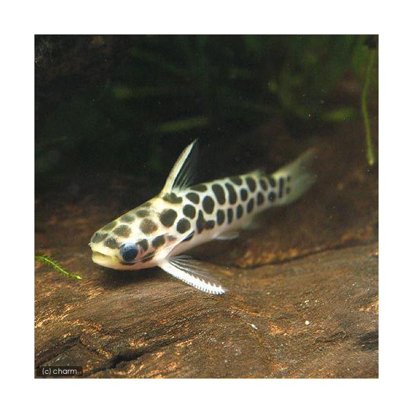 熱帯魚・エビ他　ナマズの仲間　ゴールデンレオパード・タティア　３匹　その他の熱帯魚　ブルーレオパードタティア　Ｃｅｎｔｒｏｍｏｃｈｌｕｓ　Ｔａｔｉａ　ｐｅｒｕｇｉａｅ　aqua_life201107　dowarf_catfish0613　t...