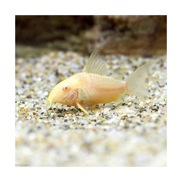 熱帯魚・エビ他　コリドラス　ショートノーズ　コリドラス・ステルバイ　コリドラスステルバイ　アルビノ　３匹　Ｈｏｐｌｉｓｏｍａ　Ｃｏｒｙｄｏｒａｓ　ｓｔｅｒｂａｉ　ｖａｒ．　ビギナーにオススメ　20120822　ＹＨ　corydoras_ro...