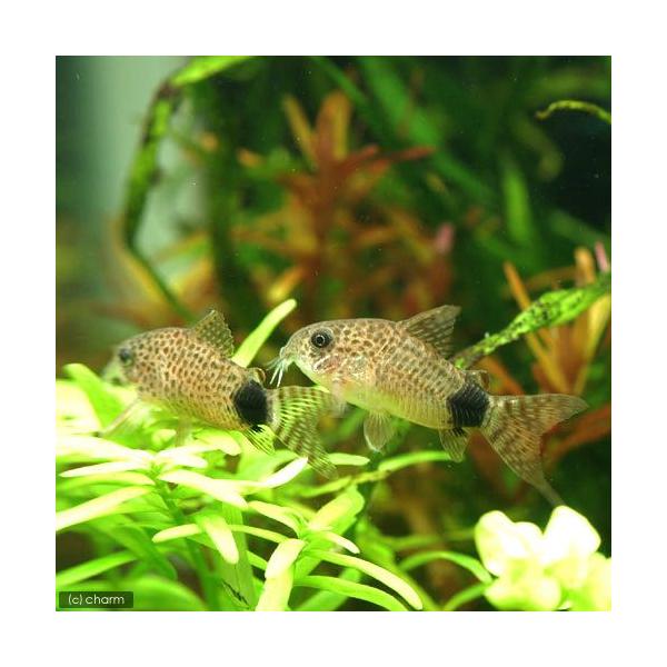 熱帯魚・エビ他　コリドラス　ショートノーズ　コリドラス・カウディマキュラータス　ブリード　３匹　Ｈｏｐｌｉｓｏｍａ　ｃａｕｄｉｍａｃｕｌａｔｕｍ　Ｃｏｒｙｄｏｒａｓ　ｃａｕｄｉｍａｃｕｌａｔｕｓ　コリドラスカウディマクラータス　201208...
