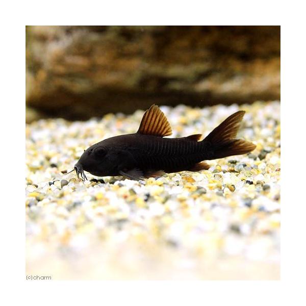sfset　_aqua　熱帯魚・エビ他　コリドラス　ショートノーズ　コリドラス・ベネズエラブラック　３匹　Ｏｓｔｅｏｇａｓｔｅｒ　ｓｃｈｕｌｔｚｅｉ　Ｃｏｒｙｄｏｒａｓ　ｓｐ．ｃｆ．ａｅｎｅｕｓ　シュルツィ　コリドラスニューブラック　コリド...