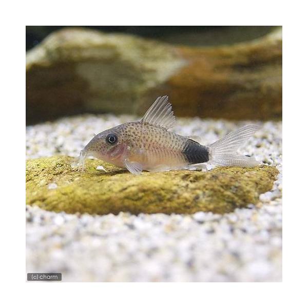 PF_SPQ　sfset　_aqua　fish_database　熱帯魚・エビ他　コリドラス　セミロングノーズ　コリドラス・マツザカエ　ワイルド　１匹　Ｂｒｏｃｈｉｓ　Ｃｏｒｙｄｏｒａｓ　ｓｐ．　Ｃ６６　Ｃ０６６　コリドラスニューバイオレッ...