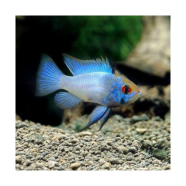 熱帯魚・エビ他　シクリッド　アピスト・ラミレジィ・他　ブルーダイヤモンド・ラミレジィ　５匹　中南米産　ブルーダイヤモンドラム　コバルトブルーラミレジ　southamerican_scrid　dowarf_ｃichlid　20121029　Ｙ...