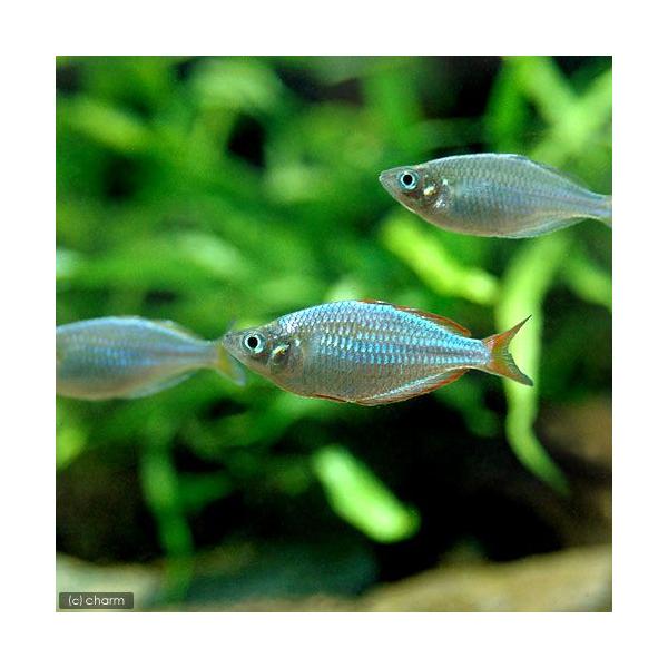 熱帯魚・エビ他　レインボーフィッシュ　ネオンドワーフ・レインボー　２０匹　ビギナーにオススメ　プラエコックレインボー　Ｍｅｌａｎｏｔａｅｎｉａ　ｐｒａｅｃｏｘ　ビギナー小型向け生体　201303　SY　fuyuse-ru01230130　M...