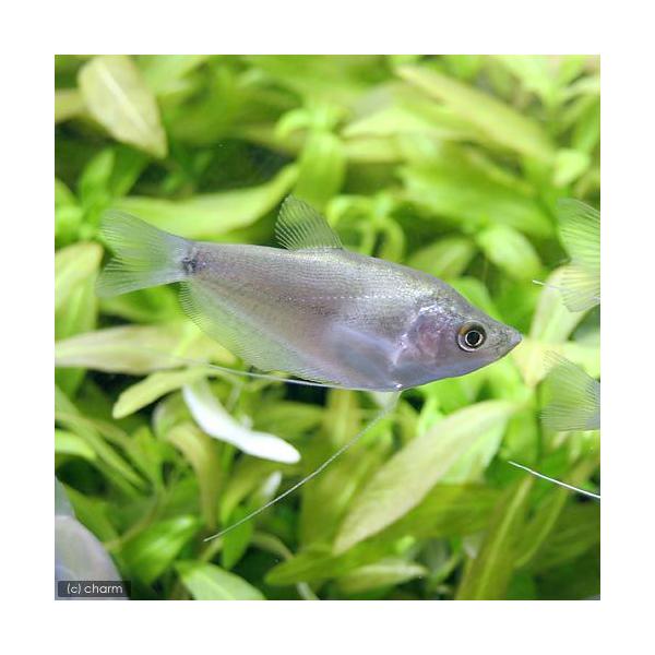 PF_SPQ　_aqua　fish_database　熱帯魚・エビ他　グラミー・アナバス　グラミー・リコリス　シルバーグラミー　シルバーグーラミー　シルバーグーラミィ　ムーンライトグーラミィ　ムーンライトグーラミー　ムーンライトグラミー　１...