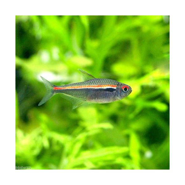 熱帯魚・エビ他　カラシン　テトラ等　南米産　小型種　ハイフェソブリコン　細身系　ハイフェソブリコン・アマパエンシス　ブリード　３匹　Ｈｙｐｈｅｓｓｏｂｒｙｃｏｎ　ａｍａｐａｅｎｓｉｓ　スカーレットテトラ　20130412　ＹＩ　MS0104...