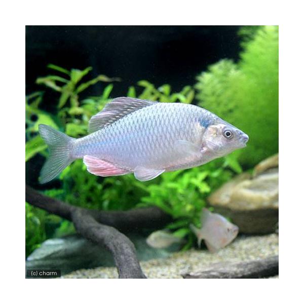 生体　熱帯魚・エビ他　日本産淡水魚　日淡　川魚　Acheilognathus　rhombeus　nittanmiryoku_tanago　akisanrantanago　simad1d金魚　nittan_nittan　wl130221金魚　...