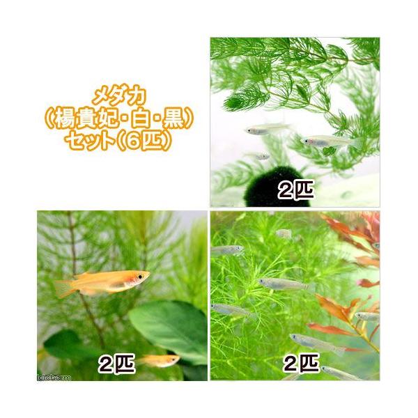 _aqua　ビオトープにおすすめの生体　biotope　熱帯魚　エビ他　日本産メダカ　楊貴妃メダカ　白メダカ　クロメダカ　20130511　start_biotope　自由研究金魚　メダカセット　初心者セット　medakabeginset　...