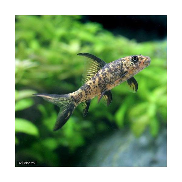 PF_SPQ　fish_database　熱帯魚・エビ他　コイ（ラスボラ等）　トリカラーシャーク　ハーレクインシャーク　コンゴラベオ　１匹　中型種　Ｌａｂｅｏ　ｃｙｃｌｏｒｈｙｎｃｈｕｓ　ｖａｒｉｅｇａｔｕｓ　20130614　ＭＳ　MS0...