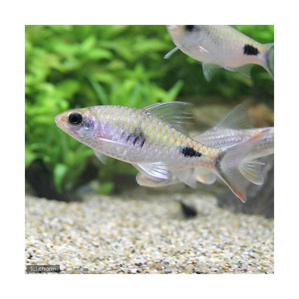 PF_SPQ　fish_database　熱帯魚・エビ他　コイ（ラスボラ等）　種類で選ぶ　バルブ（プンティウス）系　プンティウスフィラメントサス　１匹　中型種　ビギナーにオススメ　ケララレインボーバルブ　プンティウスフィラメントーサス　Ｐｕ...