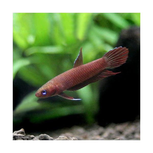 PF_SPQ　sfset　_aqua　fish_database　熱帯魚・エビ他　ベタ・グラミー・アナバス　ワイルドベタ　ベタｓｐ．アピアピ　ムリヤディ　リアウレッド　ＲＩＡＵ　ＲＥＤ　ワイルド　１ペア　ベタ・グラミー　ベタ　Ｂｅｔｔａ　ｓ...