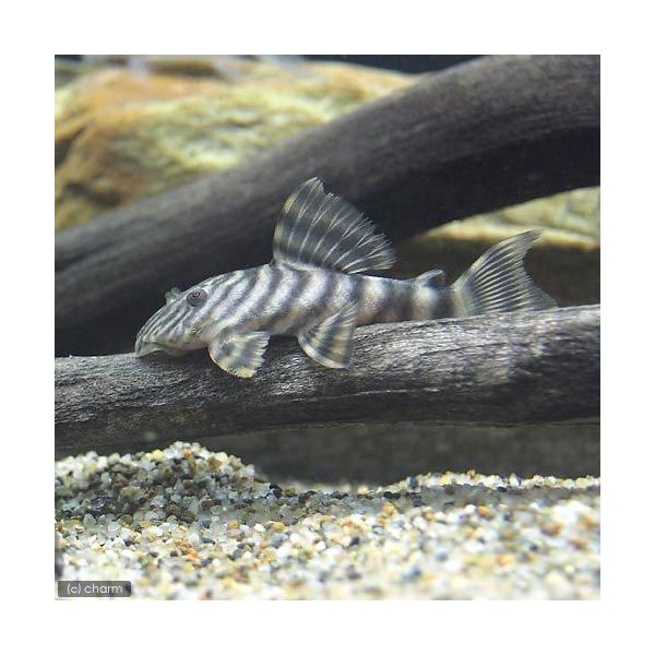 PF_SPQ　fish_database　熱帯魚・エビ他　プレコ　種類で選ぶ　タイガー・ペコルティア系　トカンチンスニュータイガープレコ　ニュータイガープレコ　ラビリンスタイガープレコ　１匹　Ｌ００２　０７４　ぺコルティア系　Ｐａｎａｑｏｌ...