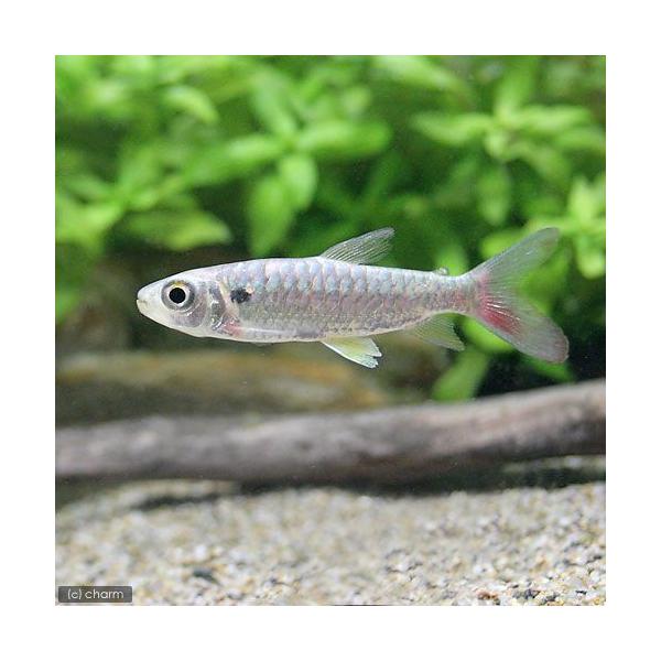 PF_SPQ　fish_database　熱帯魚・エビ他　カラシン　テトラ等　南米産　中大型種　イエローピンクテール・カラシン　１匹　20130727　ＤＮ　f8QLK　_fish　_aqua　xsafag　kaijyo　fi_hrndit...