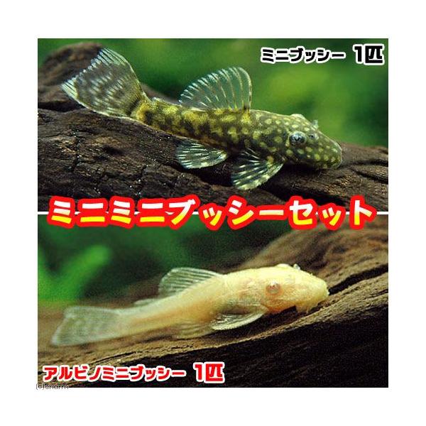 熱帯魚・エビ他　プレコ　種類で選ぶ　ブッシー・ブロンズ系　ミニブッシープレコ　ブリード　アルビノミニブッシープレコ　ミニミニブッシーセット　２匹　Ａｎｃｉｓｔｒｕｓ　ｃｆ．　ｃｉｒｒｈｏｓｕｓ　ｓｐ．　ホワイトエッジパールスポットブッシープ...
