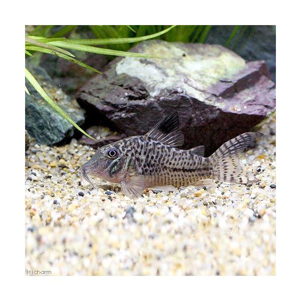 PF_SPQ　fish_database　熱帯魚・エビ他　コリドラス　ロングノーズ　コリドラス・アクトゥス　アクタス　ワイルド　１匹　ロングノーズ系　Ｃｏｒｙｄｏｒａｓ　ａｃｕｔｕｓ　corydoras_roach　20140731　ＮＡＯ...