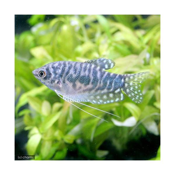 熱帯魚・エビ他　グラミー・アナバス　グラミー・リコリス　マーブルグラミー　マーブルグーラミィ　マーブルグーラミー　３匹グラミー　グラミーの仲間　ビギナーにオススメ　Ｔｒｉｃｈｏｇａｓｔｅｒ　ｔｒｉｃｈｏｐｔｅｒｕｓ　ｖａｒ．rakunetu...