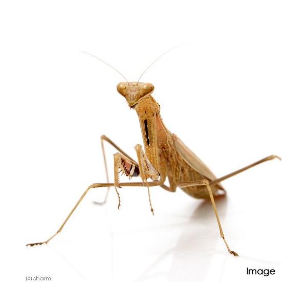PF_SPQ　_insect　昆虫　▲カマキリ　コカマキリ　insect_database　Ｓｔａｔｉｌｉａ　ｍａｃｕｌａｔａ　20130828　MS　ヒメカマキリ　OSH　直翅類　y26m08 restock kongetsunyukai...
