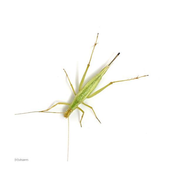 PF_SPQ　_insect　insect_database　昆虫　販売　飼育　カンタン　邯鄲　Oecanthus　longicauda　鳴き虫　直翅目　バッタ　鳴く虫　20130829　ＭＳ　restock　kongetsunyukain...