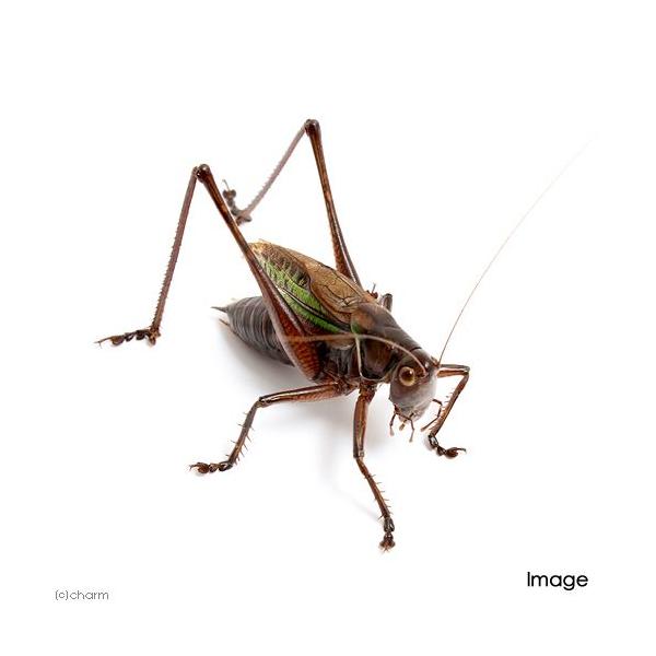 PF_SPQ　_insect　ヒガシキリギリス　オス　鳴き虫　Ｇａｍｐｓｏｃｌｅｉｓ　ｍｉｋａｄｏ　insect_database　20130829　MS　kaijyo　ensifera0827　直翅目　バッタ　鳴く虫　y26m07 res...