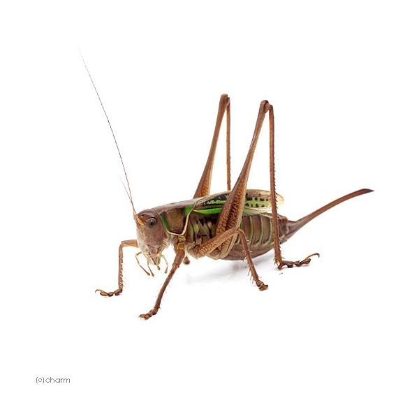 PF_SPQ　_insect　insect_database　ヒガシキリギリス　メス　Ｇａｍｐｓｏｃｌｅｉｓ　ｍｉｋａｄｏ　▲鳴き虫　20140727　ＭＳ　kaijyo　ensifera0827　直翅目　バッタ　鳴く虫　y26m07 re...