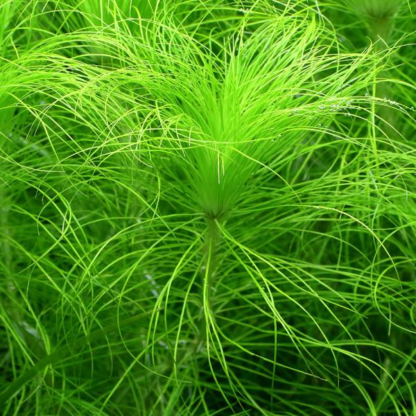 PF_SPQ　熱帯魚　_wp　_aqua　水草　ホシクサ　all_plants　avoid11　wp_kywrd　p5mizbrk2305　y22m01