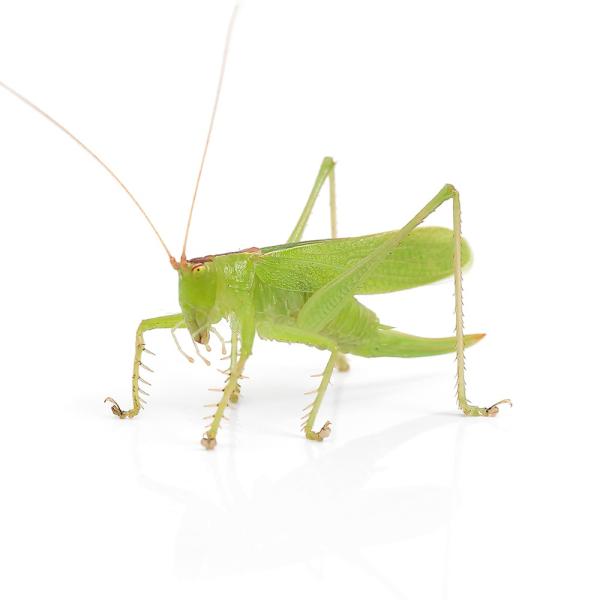 PF_SPQ　_insect　insect_database　昆虫　販売　飼育　ハタケノウマオイ　Hexacentrus　hareyamai　馬追　鳴き虫　直翅目　バッタ　鳴く虫　20130831　MS　restock　kongetsuny...
