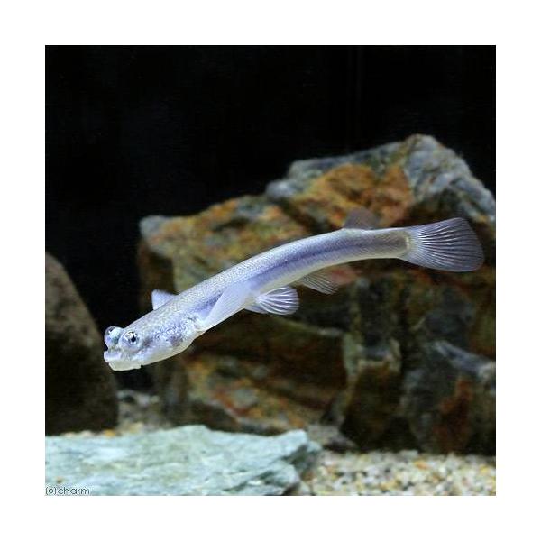 PF_SPQ　熱帯魚・エビ他　プラティ・卵胎生メダカ　原種系卵胎生メダカ　メダカの仲間　汽水魚　ヨツメウオ　Anableps　anableps　MS0104　20190623　fish_database　RS　Largescale　four...