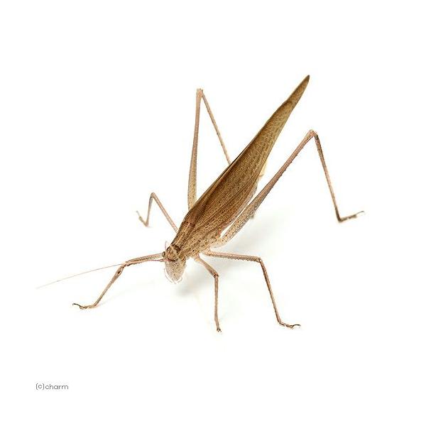 PF_SPQ　muryotassei_800_899　_insect　カブト・クワガタ・用品　水生昆虫・その他生体　熱帯魚・エビ他　ザリガニ・その他生体　セスジツユムシ　メス　褐色型　Ｄｕｃｅｔｉａ　ｊａｐｏｎｉｃａ　insect_data...