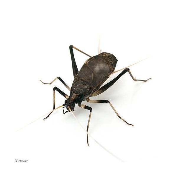 PF_SPQ　_insect　insect_database　昆虫　生体　成虫　販売　飼い方　飼育　鈴虫　▲鳴き虫　鳴虫　スズムシ　すずむし　ＷＤ　Homoeogryllus　Meloimorpha　Japonicus　20130905　Ｍ...
