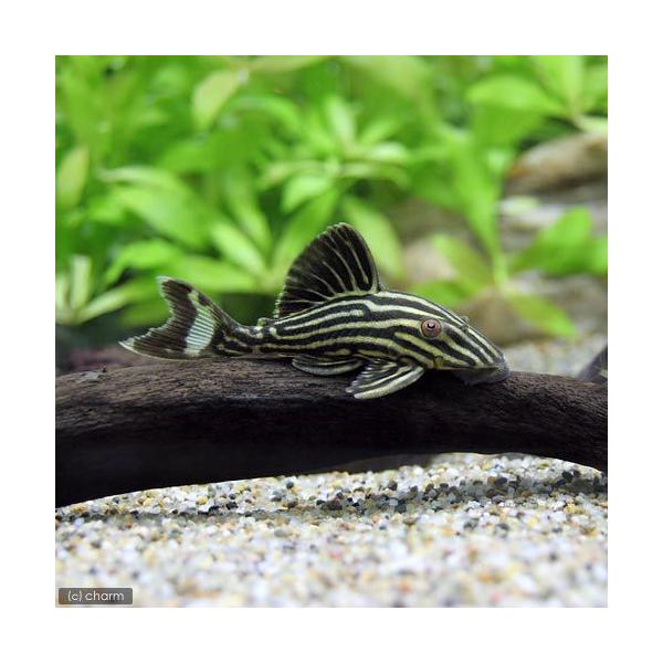 PF_SPQ　sfset　_aqua　fish_database　熱帯魚・エビ他　プレコ　種類で選ぶ　ロイヤル・パナクエ系　ゴールデンプラチナロイヤルプレコ　オレンジロイヤルプレコ　アラグアイアゴールデン　サンダーオレンジロイヤル　アラグア...