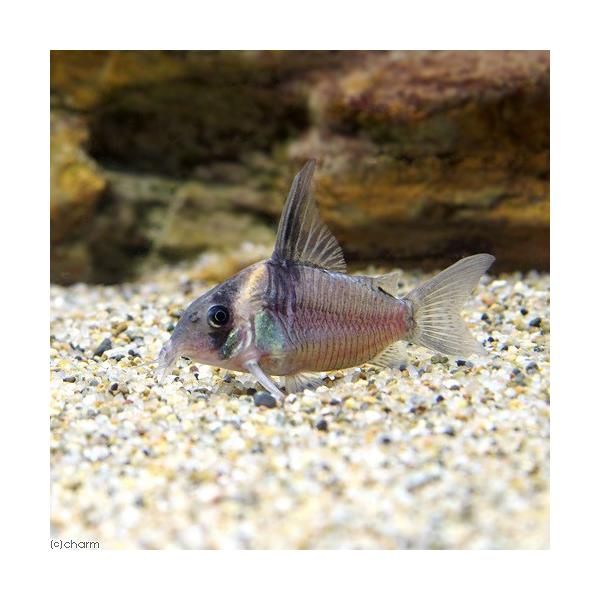 sfset　_aqua　熱帯魚・エビ他　コリドラス　ショートノーズ　コリドラス・レセックス　ワイルド　３匹　ＣＷ０４５　Ｈｏｐｌｉｓｏｍａ　Ｃｏｒｙｄｏｒａｓ　ｃｏｌｏｓｓｕｓ　コリドラスレセックス　20130924　HS　kmwr_fis...