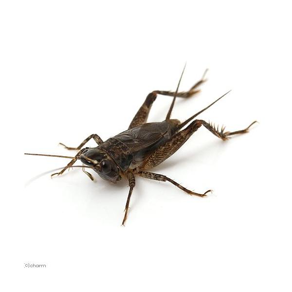 PF_SPQ　_insect　insect_database　昆虫　生体　成虫　販売　飼い方　飼育　ハラオカメコオロギ　オス　Loxoblemmus　campestris　▲鳴き虫　秋の虫　直翅目　バッタ　鳴く虫　20130919　MS　r...
