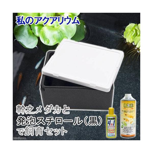 sfset　_aqua　メダカ　メダカセット　幹之メダカ　産卵　水辺植物　浮き草　ビオトープ　happo_medakakit　startset_medaka　happoseries　発泡ボックス　Ｏｒｙｚｉａｓ　ｌａｔｉｐｅｓ　ｖａｒ．　ビ...
