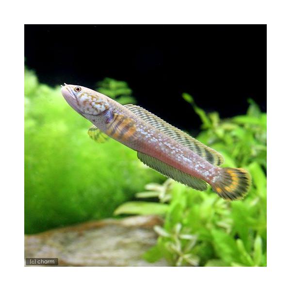 PF_SPQ　_aqua　sfset　fish_database　熱帯魚・エビ他　ベタ・グラミー・アナバス　スネークヘッド・他　レインボースネークヘッド　１匹　ベタ・グラミー　サンセットスネークヘッド　サンセットレインボースネークヘッド　イ...