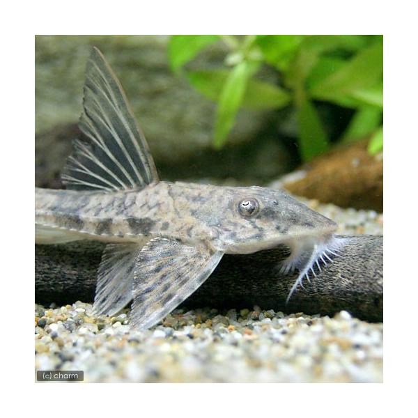 PF_SPQ　_aqua　sfset　fish_database　熱帯魚・エビ他　オトシン・ロリカリア　ロリカリアの仲間　マスクド・ロリカリア　1匹　Loricaria　simillima　トライアングルロリカリア　ロリカリアシミリマ　20...
